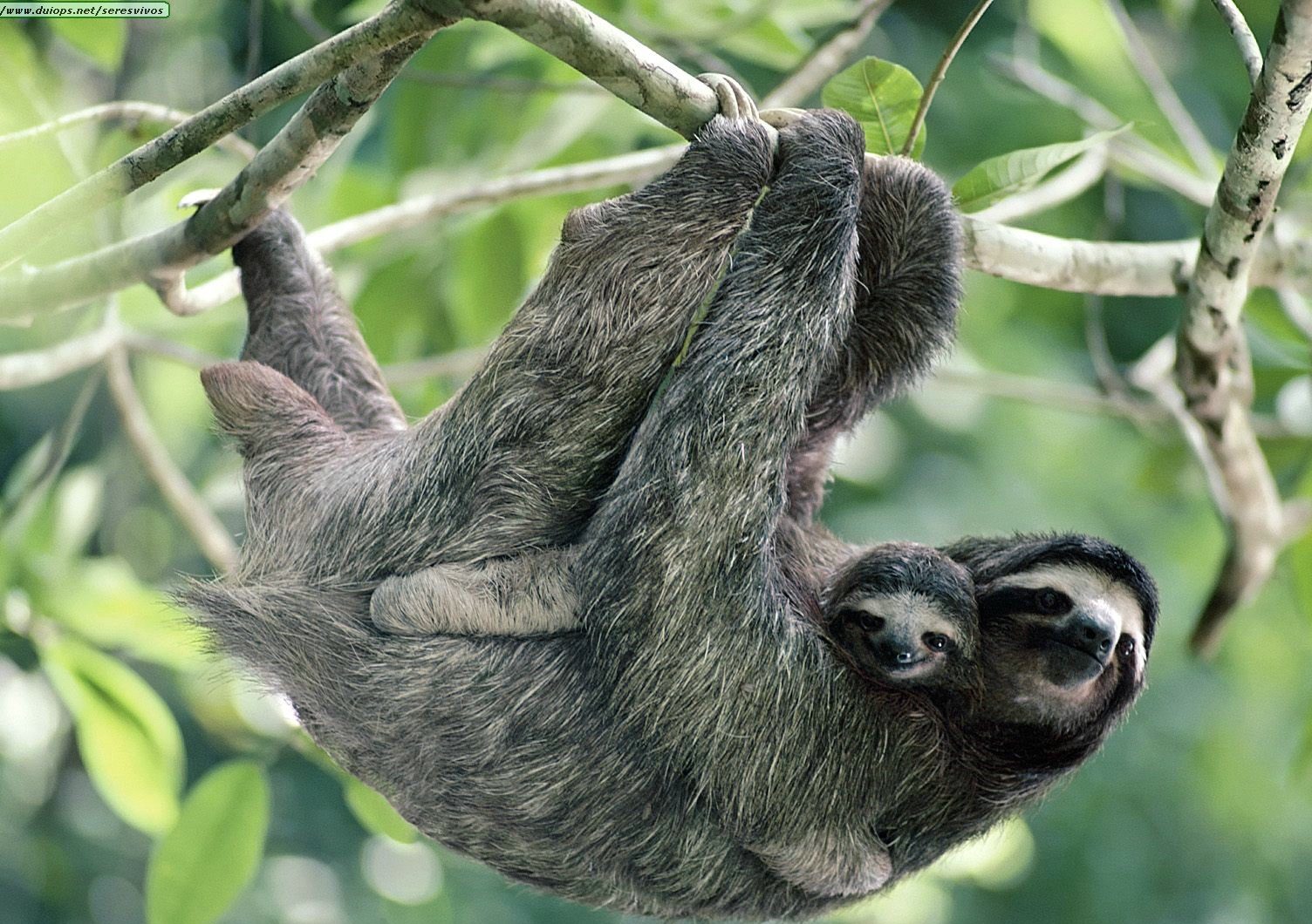 Costa Rica, das Land der Faultiere! - Ticotrotter